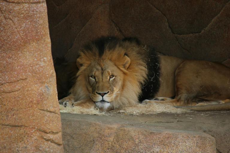 Lessons from the Story of Daniel in the Lion’s Den – Learn and Grow 4ever